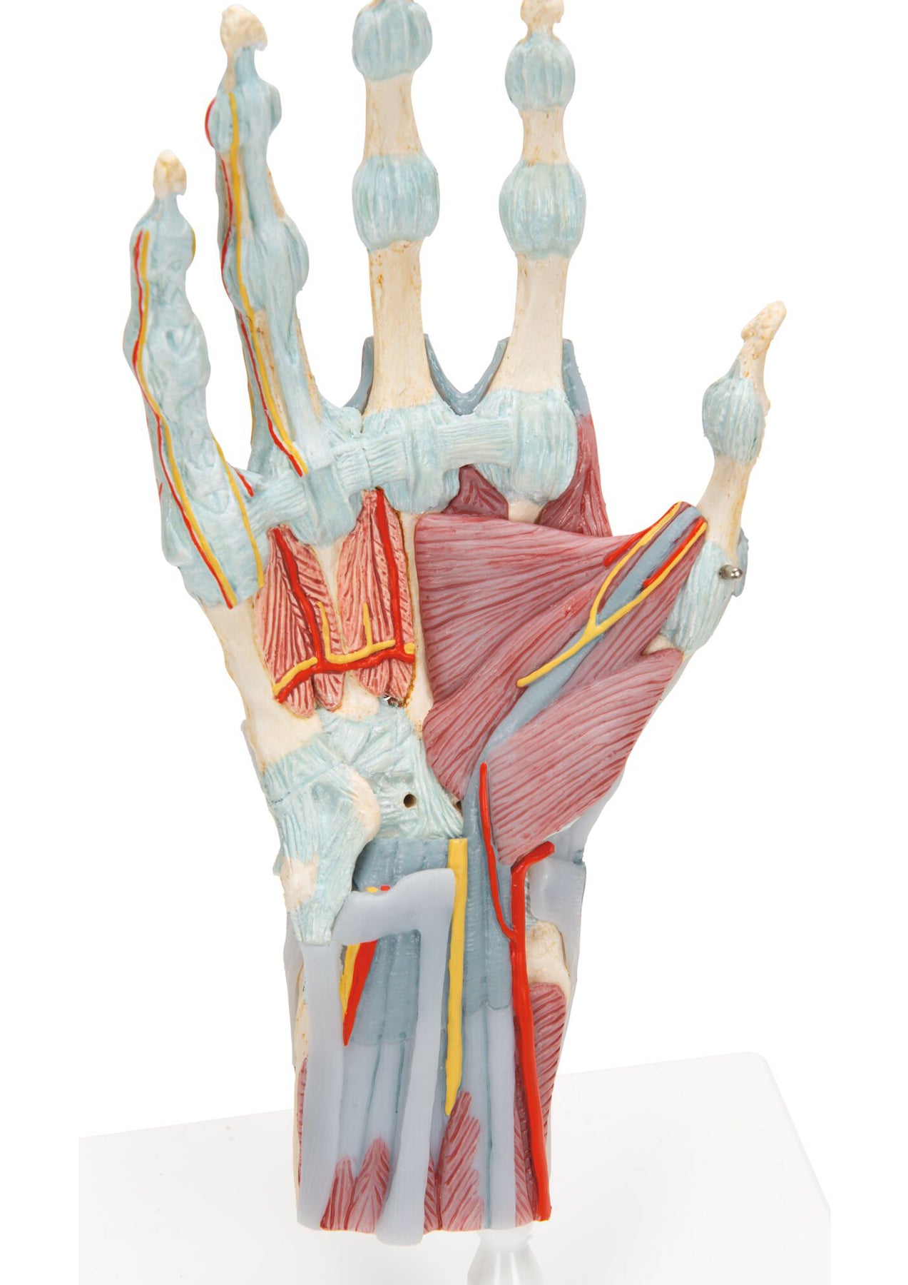 Hand Skeleton Model with Ligaments & Muscles – Mi-tec Medical Publishing