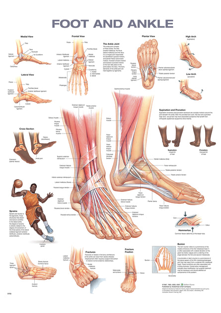 Foot and Ankle – Mi-tec Medical Publishing