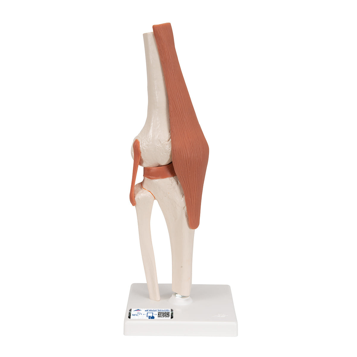 Functional Human Knee Joint Model With Ligaments Mi Tec Medical