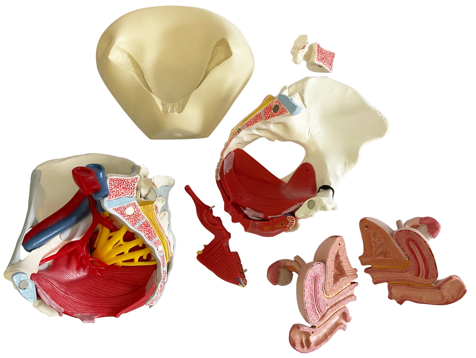 Human Female Pelvis Skeleton Model with Ligaments, Vessels, Nerves, Pe ...