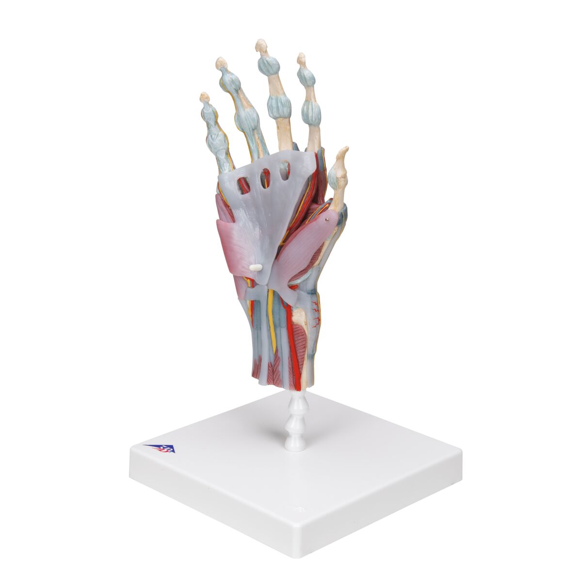 Hand Skeleton Model with Ligaments & Muscles – Mi-tec Medical Publishing