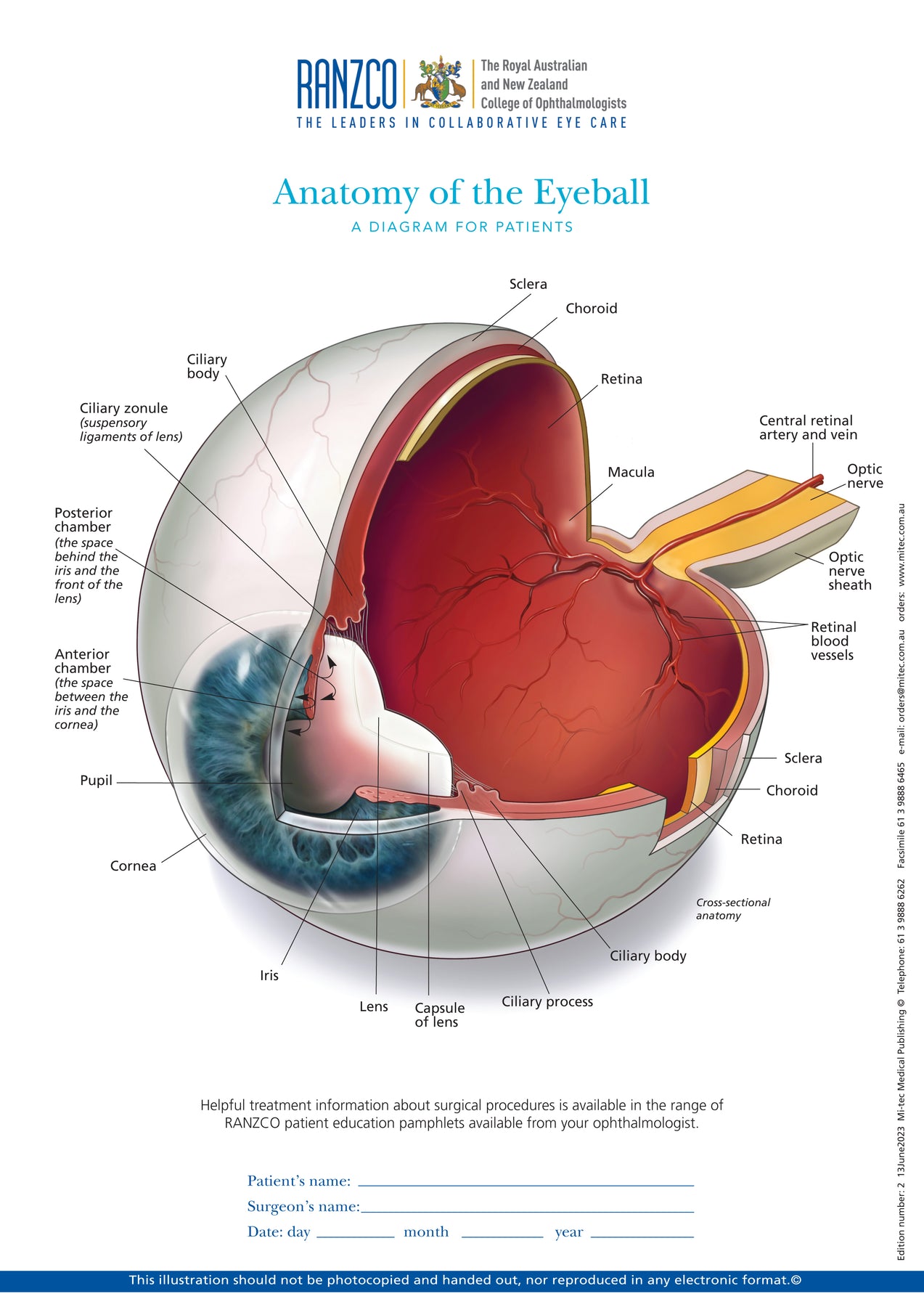 Normal Anatomy of the Eyeball – Mi-tec Medical Publishing