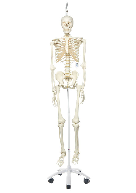 Human Skeleton Model Stan on Hanging Stand - 3B Smart Anatomy – Mi-tec ...