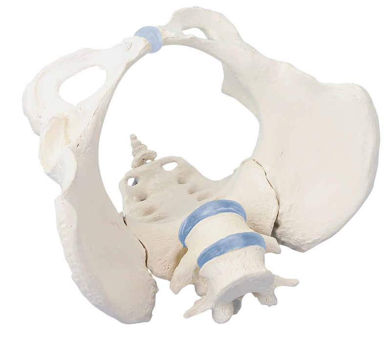 Female pelvis with sacrum and 2 lumbar vertebrae – Mi-tec Medical ...