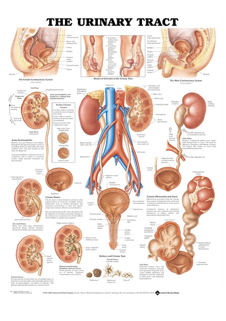 Urinary Tract – Mi-tec Medical Publishing