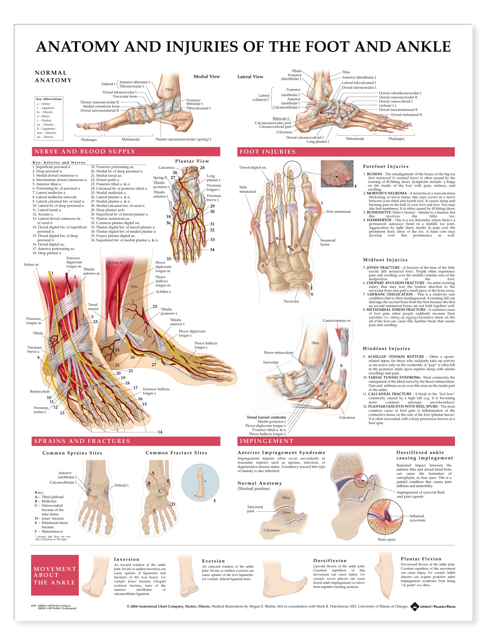 Anatomy Of The Ankle And Foot Structure And Mechanics Of The Ankle