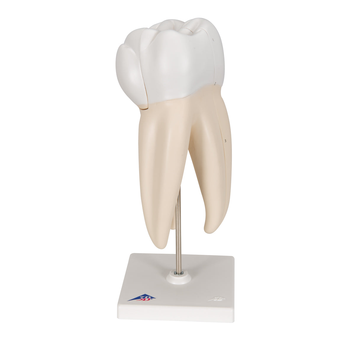 Upper Triple-Root Molar, 3 part – Mi-tec Medical Publishing