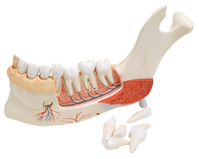 Dental Anatomical Models | Mi-tec Medical Publishing