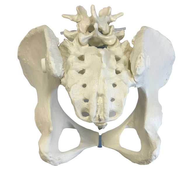 Female pelvis with sacrum and 2 lumbar vertebrae – Mi-tec Medical ...