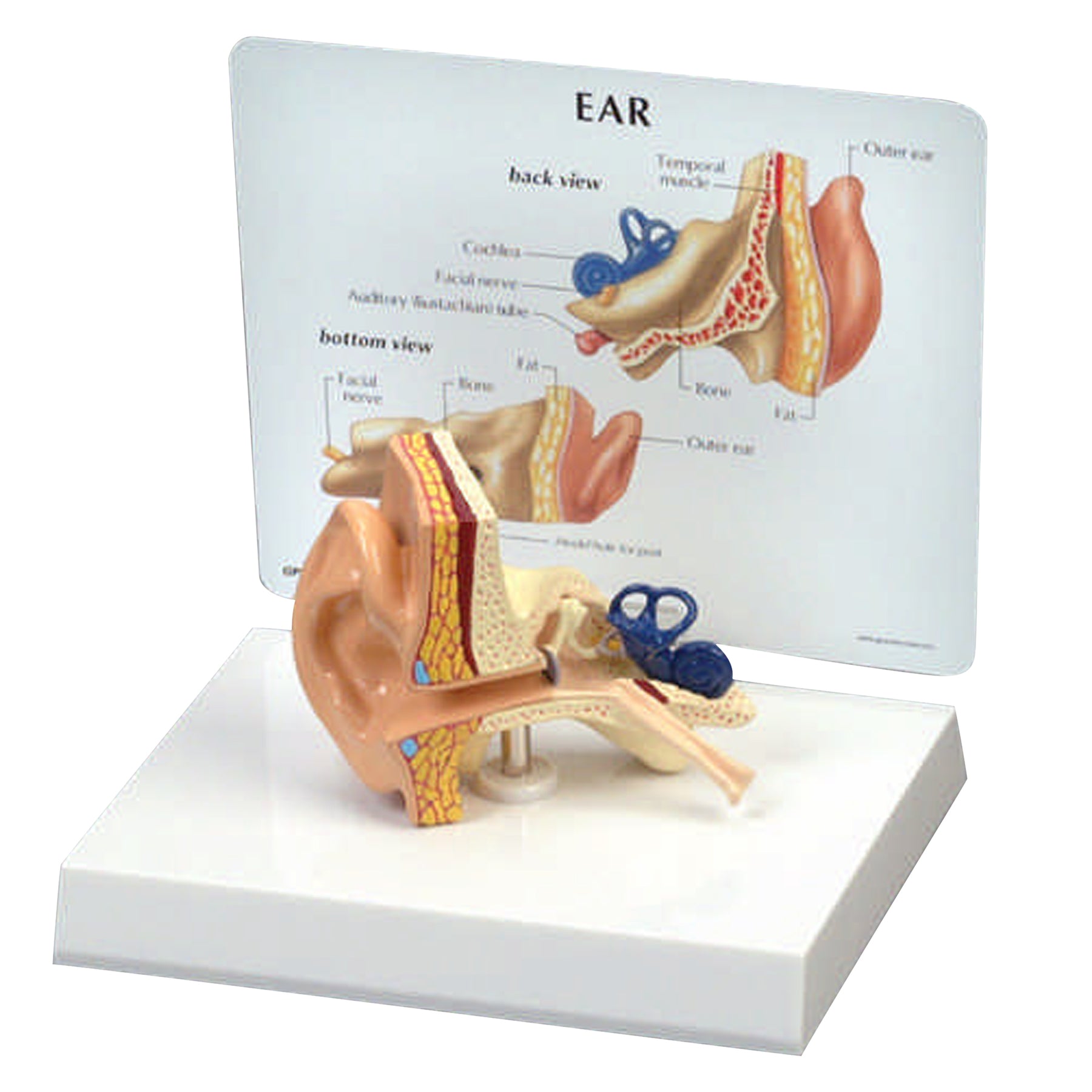 Life-size Ear Model – Mi-tec Medical Publishing