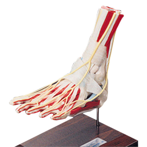 Deluxe Foot and Ankle Model – Mi-tec Medical Publishing
