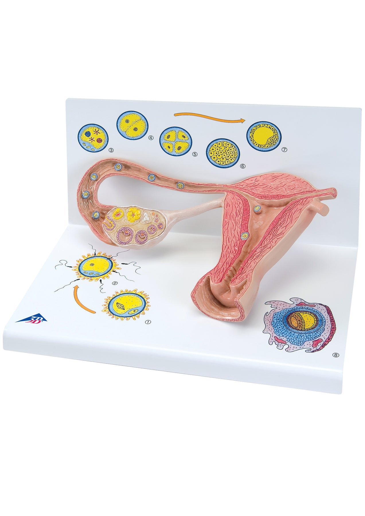 Ovaries & Fallopian Tubes Model with Stages of Fertilization – Mi-tec ...