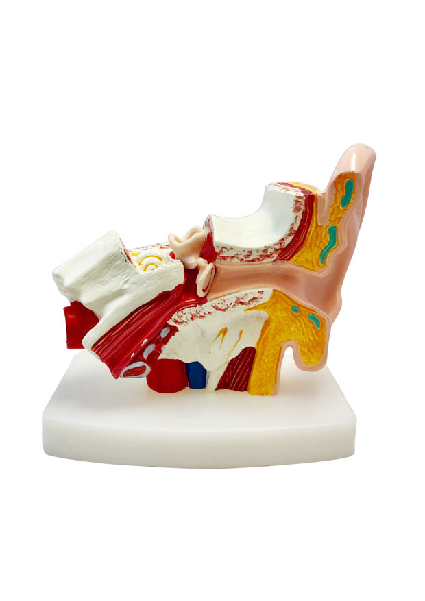 Surgical Anatomical Models – Mi-tec Medical Publishing