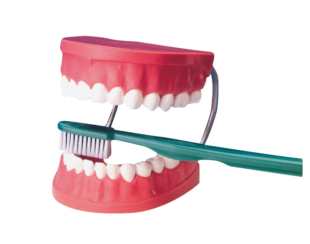 Dental Anatomical Models | Mi-tec Medical Publishing