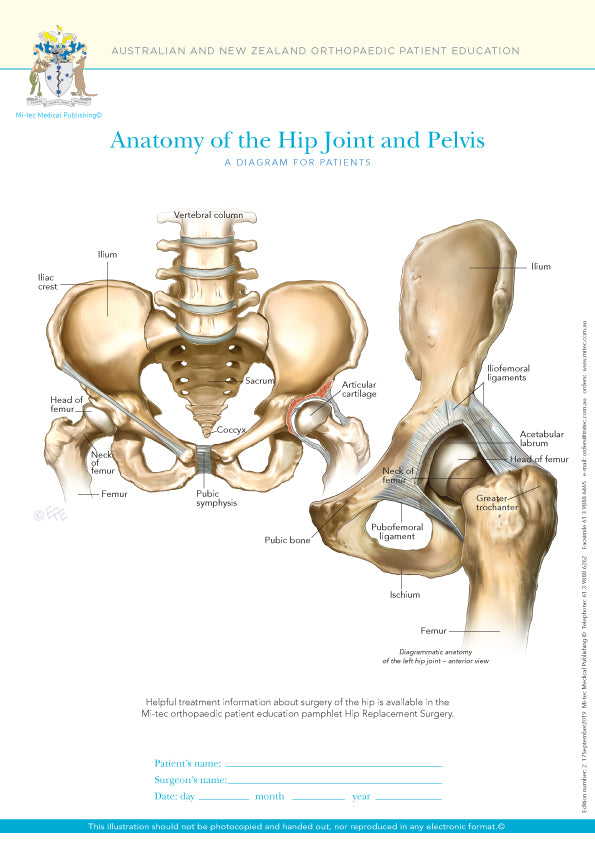 Normal Anatomy of the Hip Joint – Mi-tec Medical Publishing