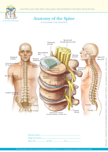 Normal Anatomy of the Spine – Mi-tec Medical Publishing