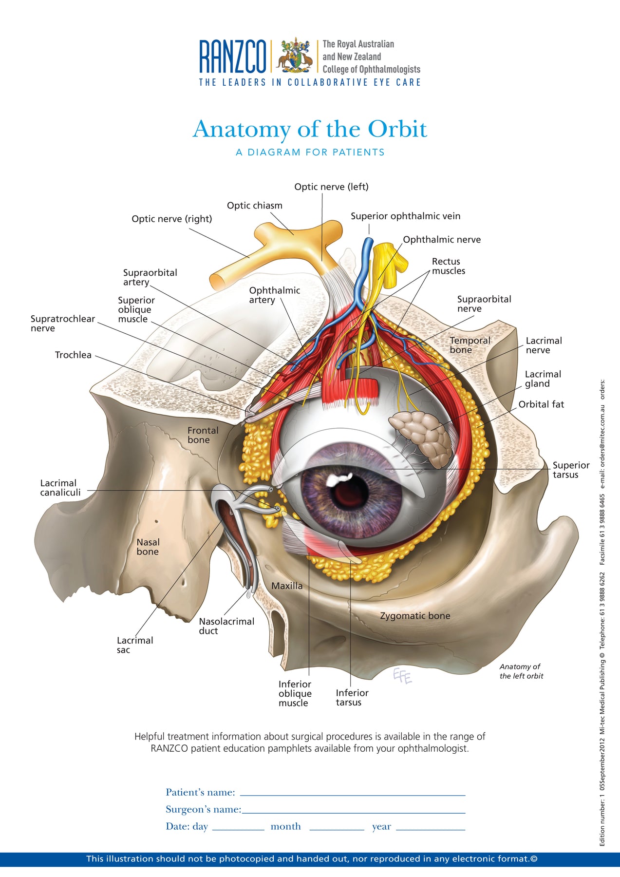 Normal Anatomy of the Orbit – Mi-tec Medical Publishing